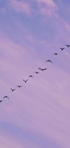 190+ Hình nền màu tím cute, hình nền màu tím đẹp nhất