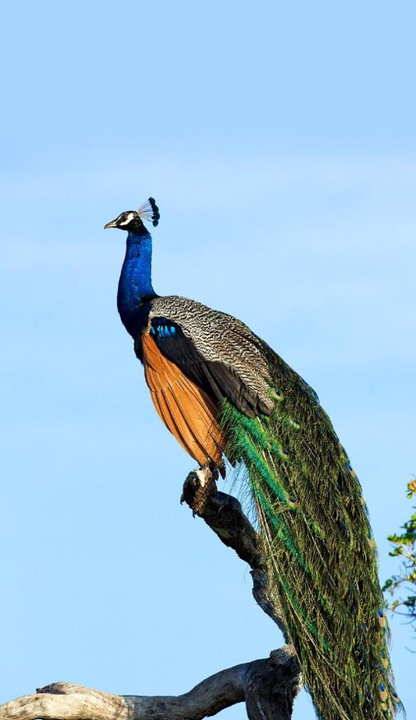 Tổng hợp 99+ Hình nền con công với bộ lông sặc sỡ full HD